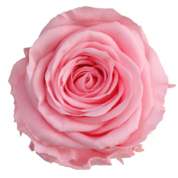 ROSA ETERNA CON TALLO