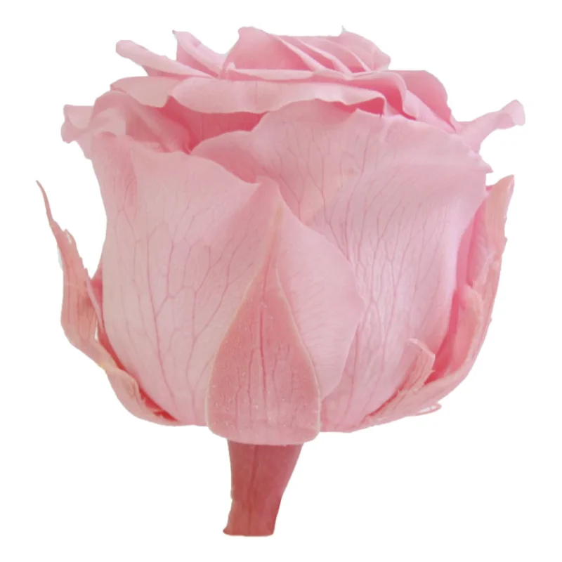 Diseña con flores preservadas como un experto - LA CHICA DEL PAPEL